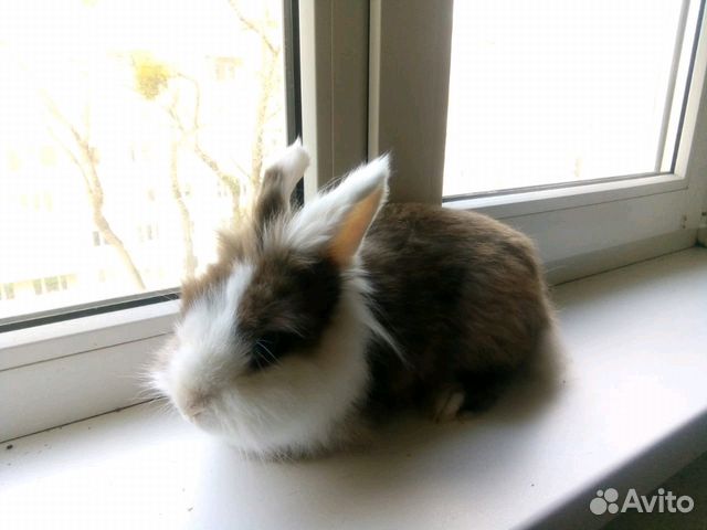 Кролик домашний декоративный