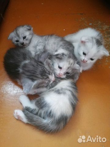 Продаю 4 котенка от Пародистой кошки. 3 вислоухих