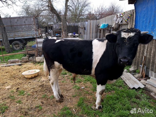 Бычок 1 год