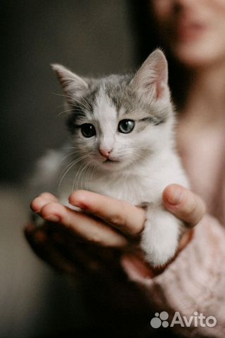 Котенок в добрые руки