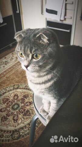 Шотландская вислоухая