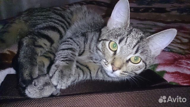 Кошка Алиса