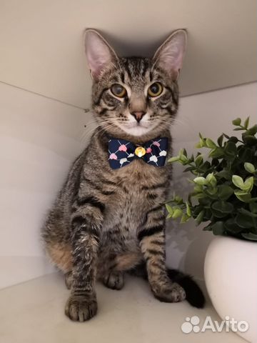 Котёнок 8 мес бесплатно