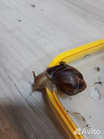 Улитки Ахатина