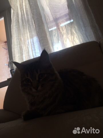 Кошка Джейси