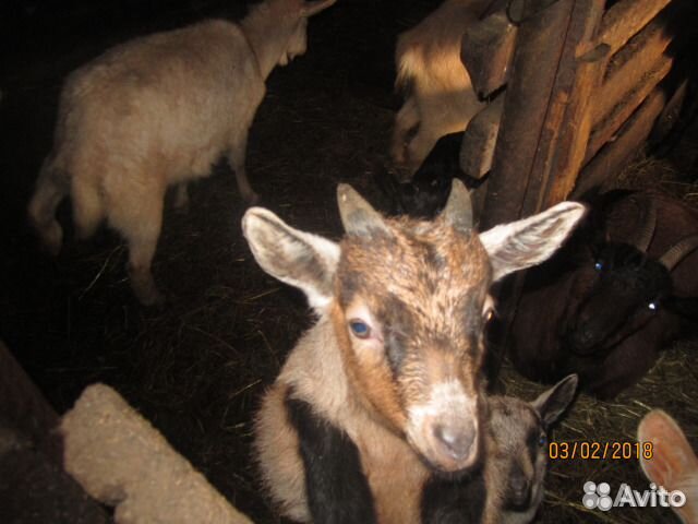 Козы,ягнята,баран на племя