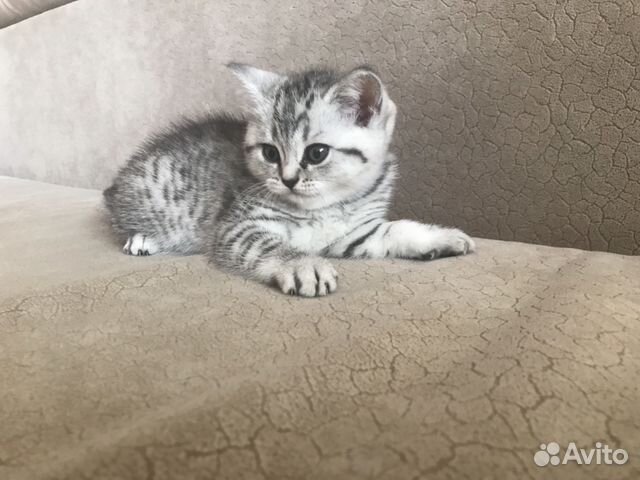 Шотландский котенок