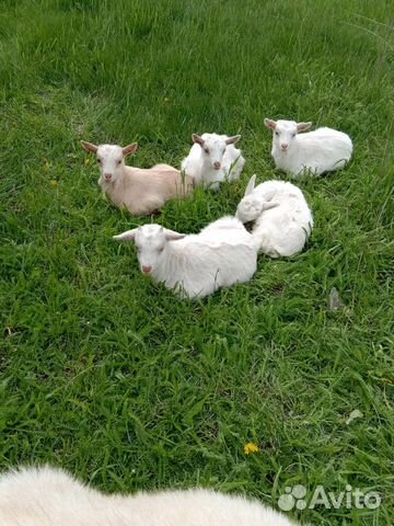 Козлята,1 месяц