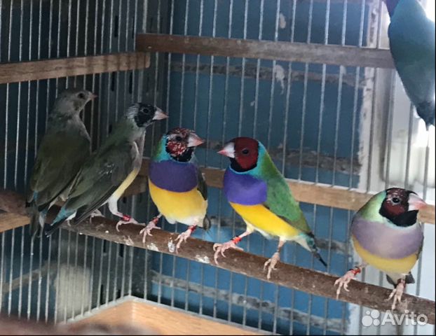 Продаю амадин Гульда. Молодежь ноябрь-декабрь 2018