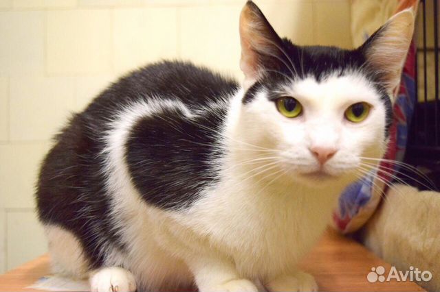 Кот