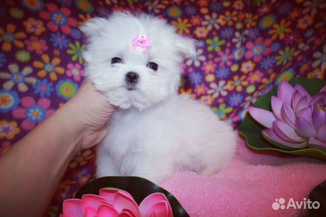 Невероятно кукольная мини девочка мальтезе 2,5 мес