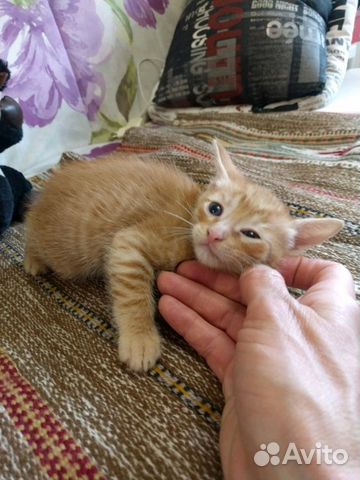 Котята бесплатно