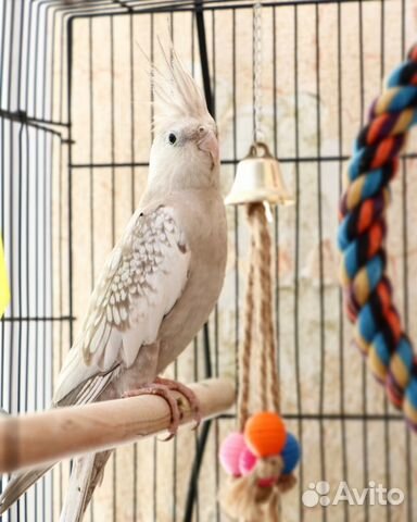 Попугайчик корелла