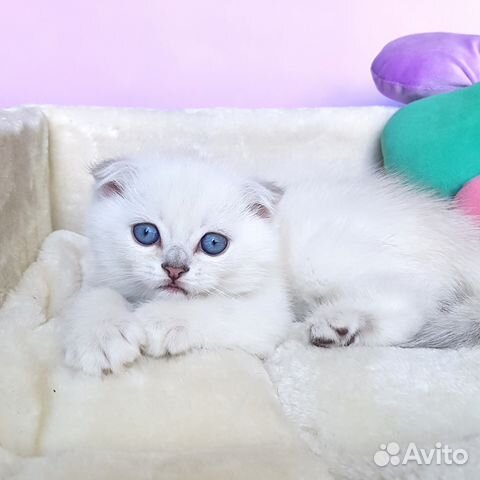 Серебристые котята
