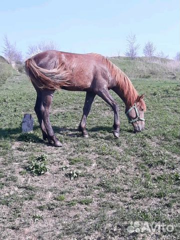 Жеребец возрост 1,8 в процессе обучения. Карачаевс