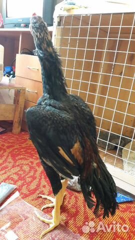 Петух бойцовый