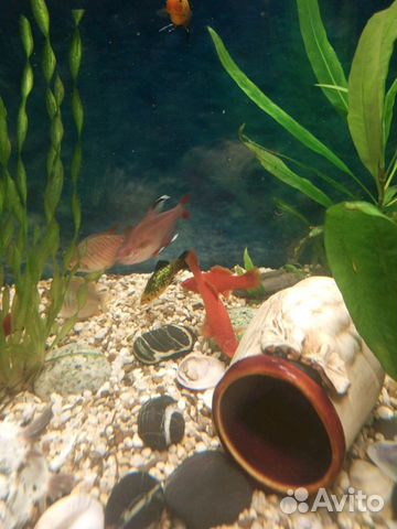 Аквариумы, рыбки