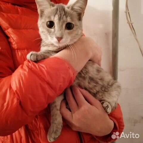 Красивая кошечка 3 или 4 мес