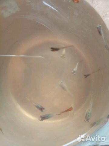 Отдам гуппи бесплатно