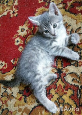 Серебрянка