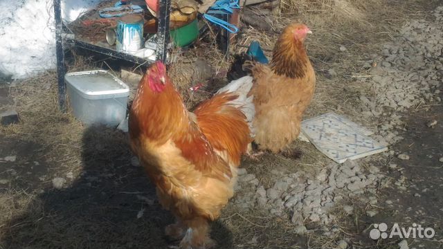 Брама Палевая