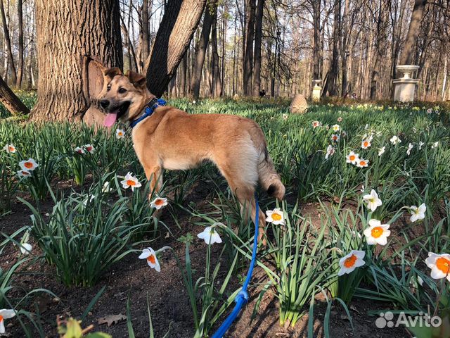 Лакки Бесплатно В дар