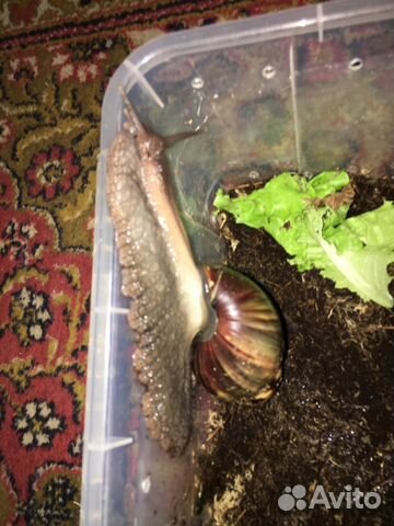 Улитки Ахатин подарю