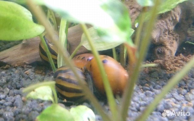 Улитки неритины