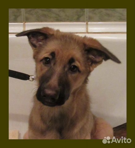 Метис бельгийской овчарки