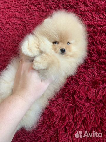 Шпиц Стефания