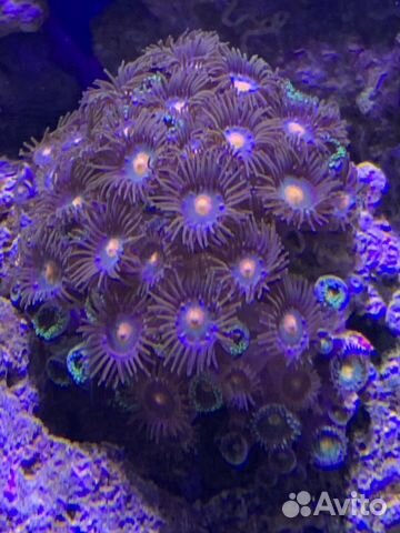 Продам кораллы