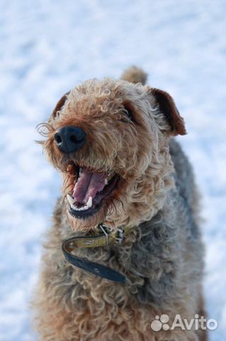 Ищет дом Эрдельтерьер Дея (сука)