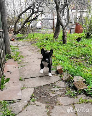Щенки