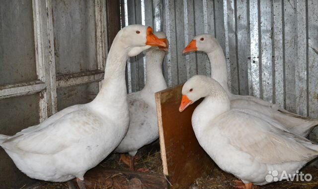 Семья Гусей Линда