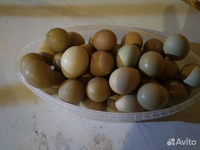 Инкубационные яйца фазанов, птенцы фазанов