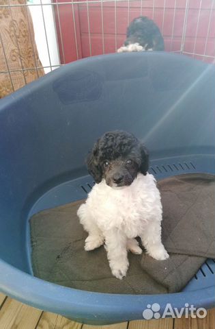 Малыши арлекинчики