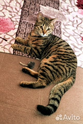 Афина ищет дом