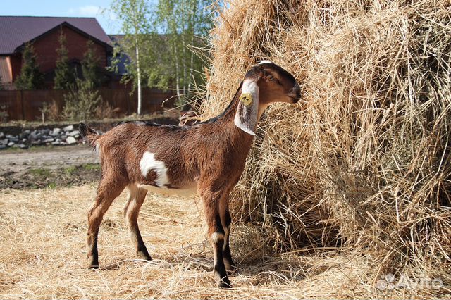 Англо-нубийские козы и козлы