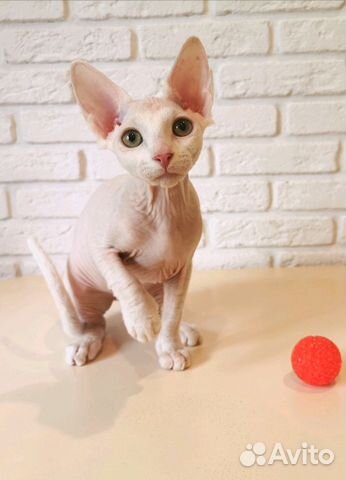 Котята канадского сфинкса
