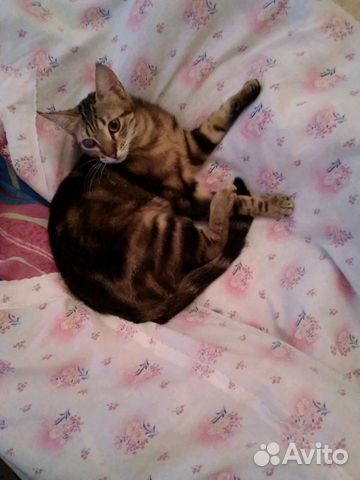 Кошка домашняя тигриного окраса