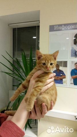 Рыжее солнышко