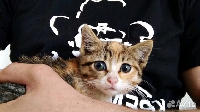 Трёхцветный котенок Белка 2 месяца