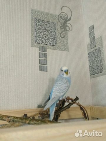 Волнистый попугай