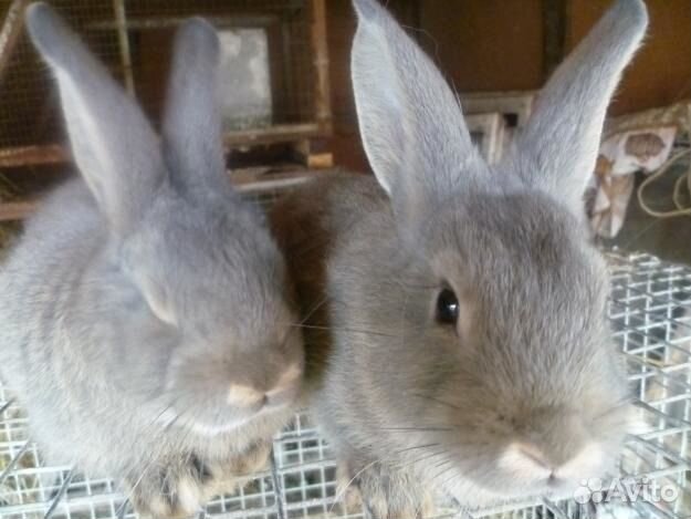 Кролики для разведения