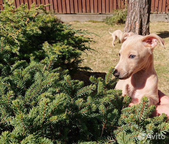 Светлая левретка - очень красивый парень