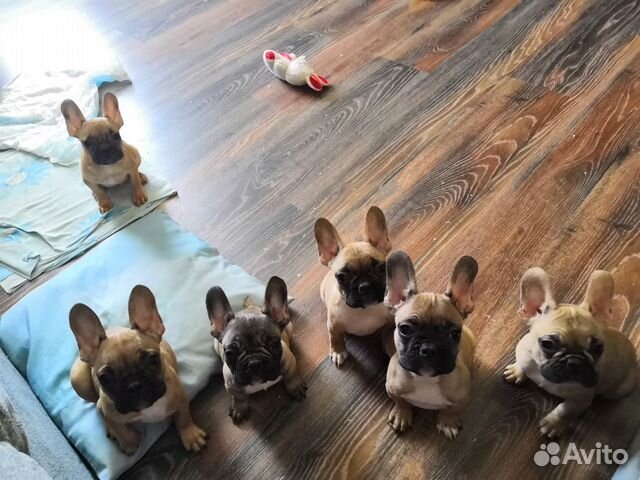 Продам французиков