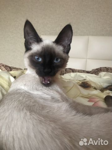 Тайская сиамская кошка для вязки