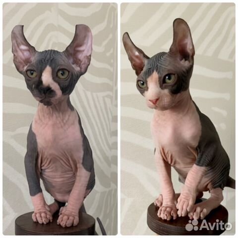 Котята Канадский сфинкс, Эльф