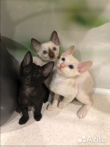 Красивые котята корниш-рекс