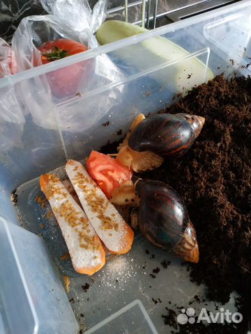 Улитки ахатины имакулята